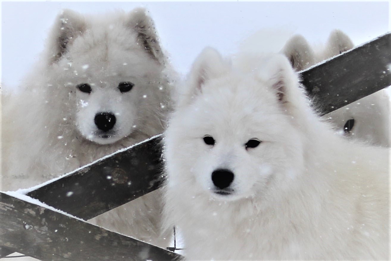 The British Samoyed Club | The club for all those interested in 'The ...