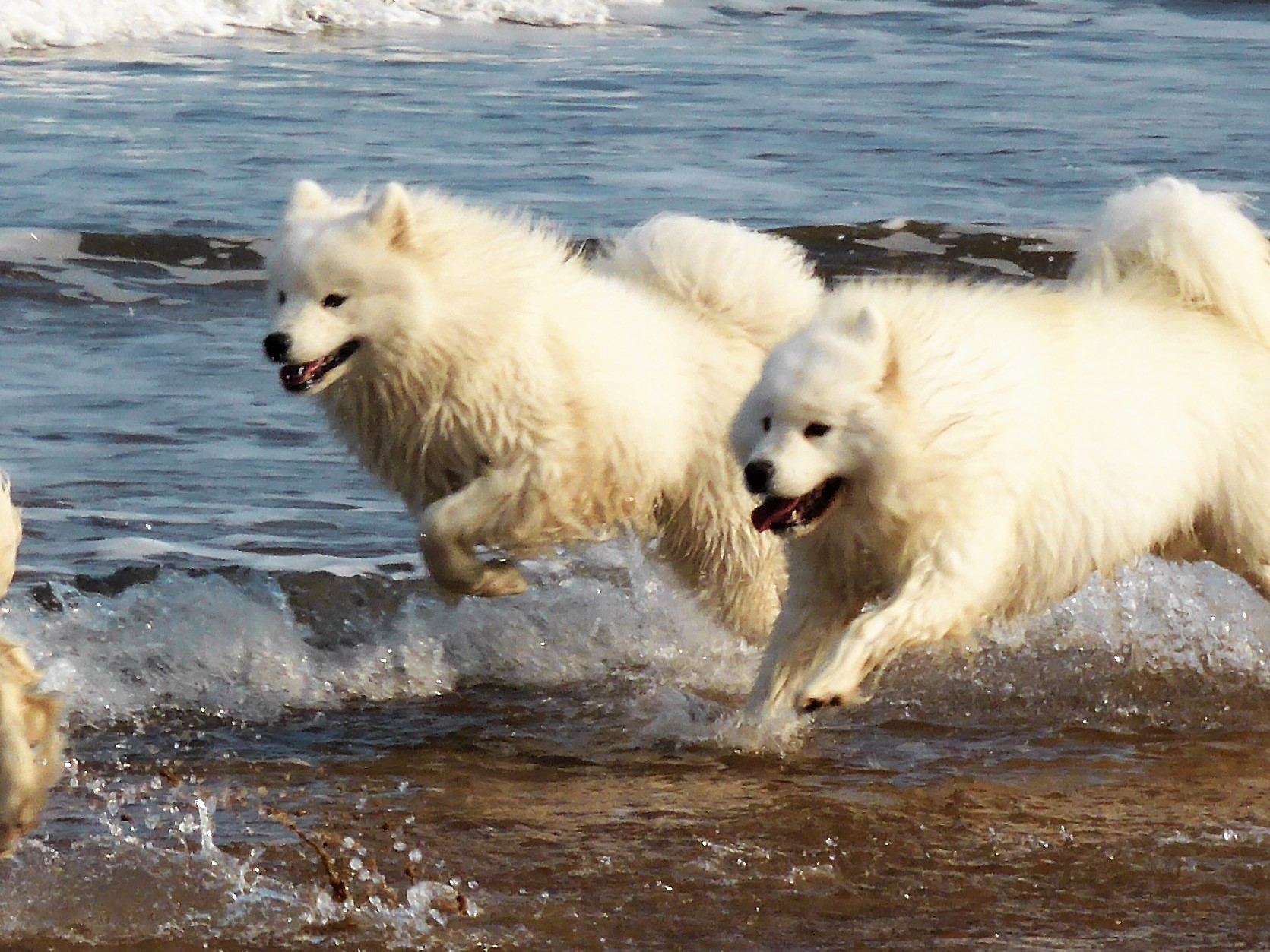 The Samoyed | The British Samoyed Club
